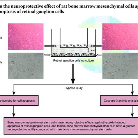 Retinal Ganglion Cell Neuroprotection By Human Mesenchymal Stem Cells