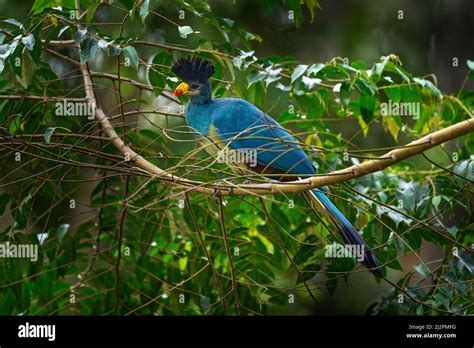 Great Blue Turaco Corythaeola Cristata Bird Sitting On The Tree