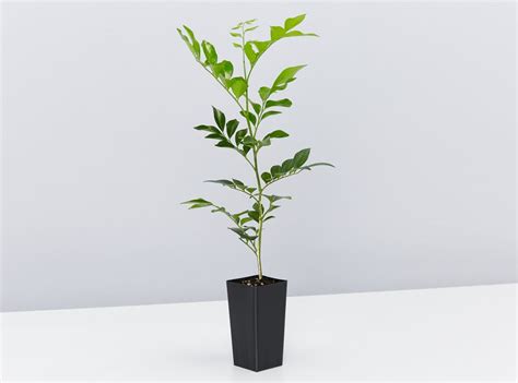 Buy Murraya Paniculata Mock Orange Plants Delivered To Your Door