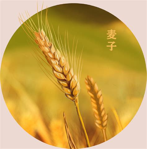 麦子jingdezk 站酷zcool