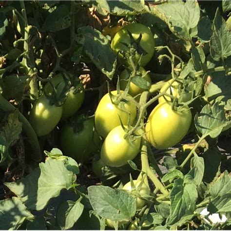 Домати Батул F1 Batul F1• Магазин за семена