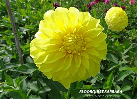 Bloomquist Barbara Svenska Dahliasällskapet