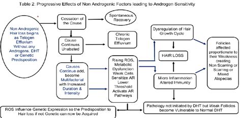 Progressive Effect Of Androgenic Factor Leading To Androgen Sensitivity Download Scientific