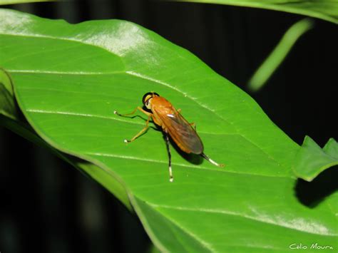Ptecticus From Parque Adahil Barreto Rua Major Virgílio Borba Dionísio Torres Fortaleza