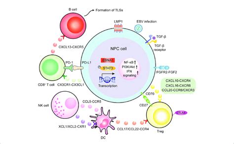 The Schematic Illustration Of Cell Recruitment And Cell Cell