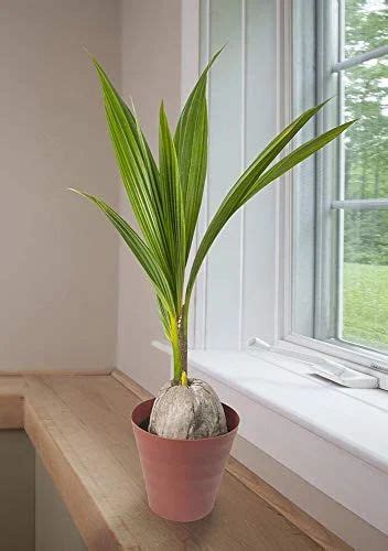 Puspita Nursery Coconut Mekong Delta Vietnam Dwarf Live Plant Vietnam