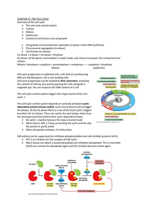 Chapter 17 Mboc Chapter 17 The Cell Cycle Overview Of The Cell Cycle