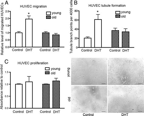 Dht Mediates Paracrine Regulation Of Ec Function A Relative Number Of Download Scientific