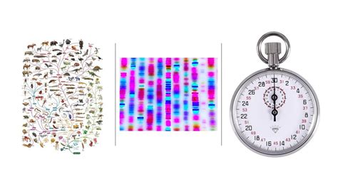 Molecular Clock Hypothesis