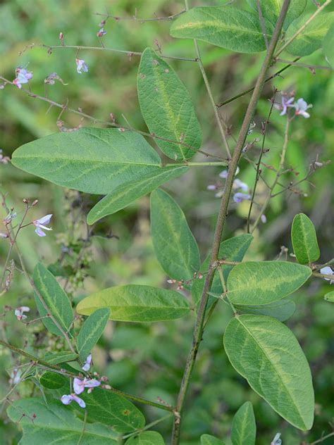 Desmodium Perplexum Perplexing Tick Trefoil Fsus