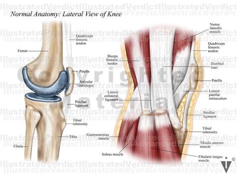 Stock Knee Normal Anatomy — Illustrated Verdict