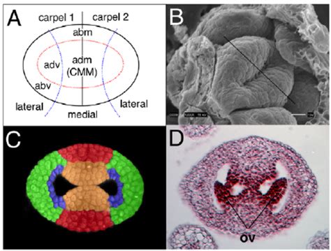 Spatial Domains Of The Developing Arabidopsis Gynoecium A