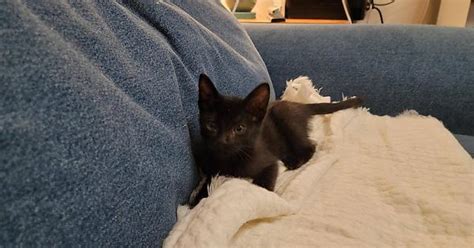 Pepper Imgur