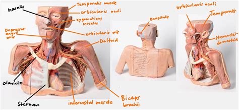 Solved Label The Image With An Arrow And Name The Primary Structure Course Hero