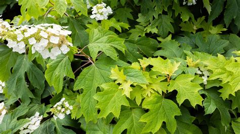 Oakleaf Hydrangea Varieties Plants For Dallas Your Source For The