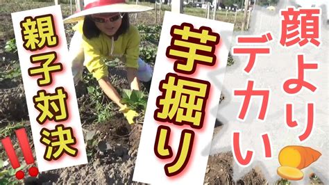 🍋🍊 大量 秋の定番「サツマイモ掘り」親子で大きさ対決したよ🍠収穫体験楽しいな😊（千葉県八千代市農業交流センター） Youtube