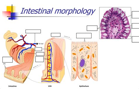Intestinal Morphology Diagram Quizlet