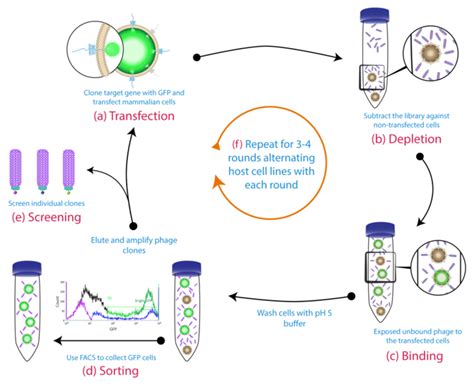 Cell Based Phage Display Is Helping Us Isolate More Biologically Relevant Antibodies