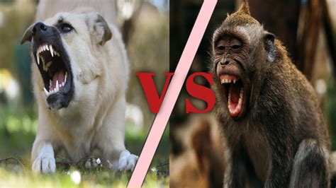 🐕dog Vs 🐒monkey Dangerous Fight Dog Killing Monkey 🐒 Youtube