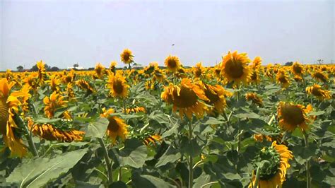 The Sunflower Story Youtube