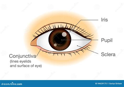 Detailed Eye Anatomy