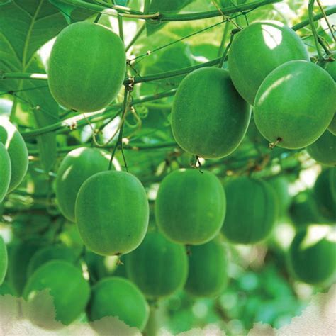 Monk Fruit Extract Flychem Ingredients