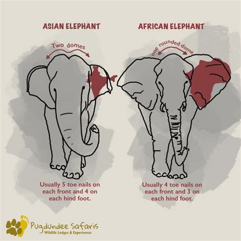 Asiatic Vs African Elephants Key Differences Explained