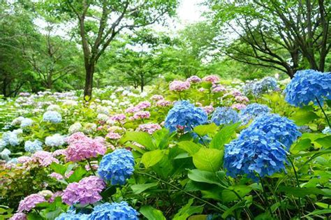相模原北公園のあじさい 2025年の見頃と現在の開花状況は 歩いてみたブログ