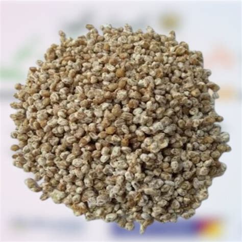 Natural Mushroom Spawn Seed 1kg Qarshi Industries Pvt Ltd Kissan Ghar