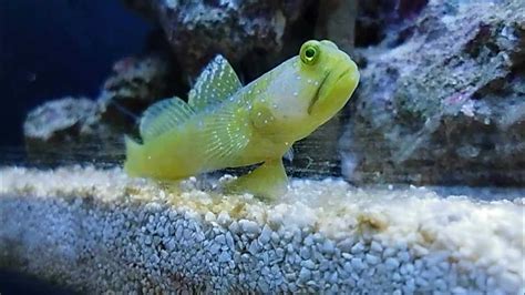 Gobie Cryptocentrus Cintus Youtube