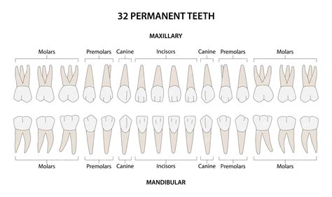 32 dentes permanentes 8 incisivos 4 caninos 8 pré molares 12 molares