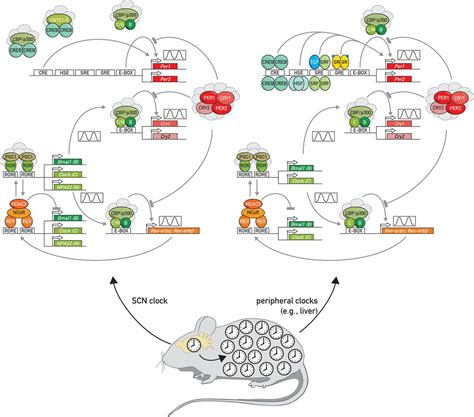 Clock Talk Interactions Between Central And Peripheral Circadian Oscillators In Mammals