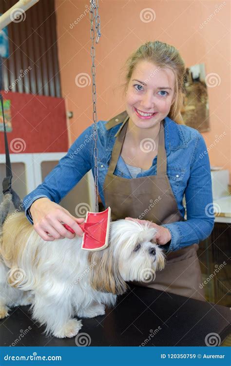 Small Dog Being Groomed Stock Image Image Of Examination 120350759