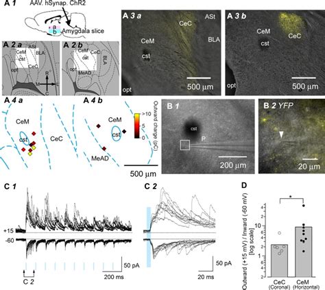 Synaptic And Network Consequences Of Monosynaptic Nociceptive Inputs Of Parabrachial Nucleus