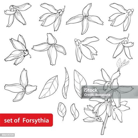 벡터 윤곽선 개나리 꽃 잎으로 설정 하 고 검은색 흰색 배경에 고립 된 무리 개나리에 대한 스톡 벡터 아트 및 기타 이미지 개나리 드로잉 0명 Istock