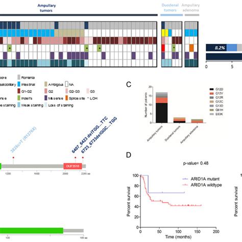 Analysis Of Arid1a And Kras Non Synonymous Somatic Mutations A Plot