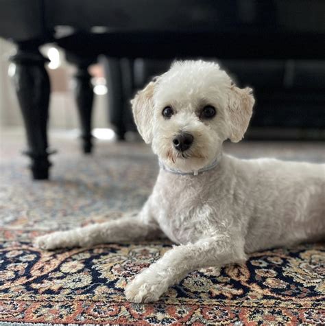 Maltipoo Haircuts That Are Too Cute Not To Try