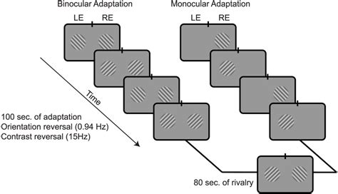 Schematic Of A Block From The Psychophysics Experiment In The