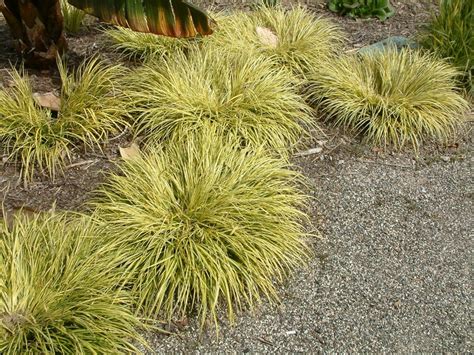 Variegated Sweet Flag Grass Acorus Calamus Variegatus Variegated