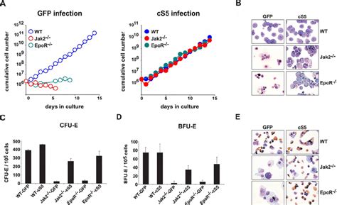 Expression Of Cs5 Rescues Proliferation And Differentiation Of Epor ؊ Download Scientific