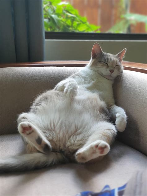 Voy Con Mis Michis Entonces Rticos