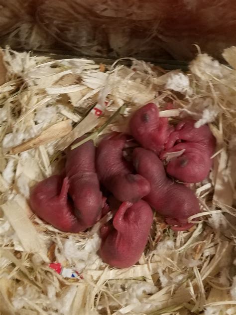 Newborn Gerbil