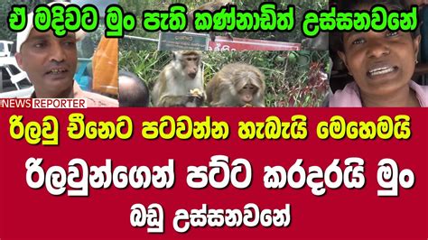 ‌🔺රිලවු චීනෙට පටවන්න හැබැයි මෙහෙමයි රිලවුන්ගෙන් පට්ට කරදරයි මුං බඩු