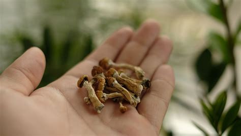 Psilocybin Therapy Helps Treat Alcoholism In First Controlled Clinical