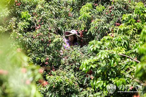 灵山荔枝甜蜜新鲜上市 广西高清图片 中国天气网