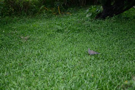 2013台大校園 Flickrlinkr