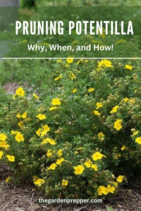 Pruning Potentilla Why When And How Artofit