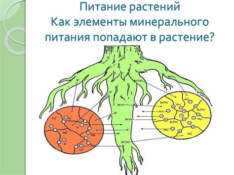 Питание растений картинки (47 фото)