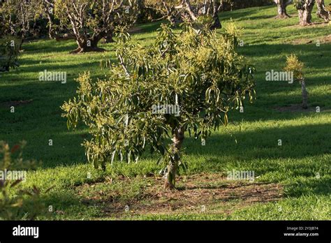 Small Hass Avocado Tree Persea Americana Covered In New Blossom In