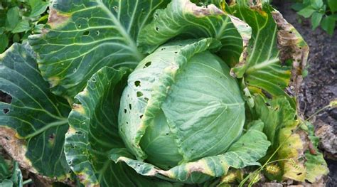 15 Common Problems With Cabbage Plants